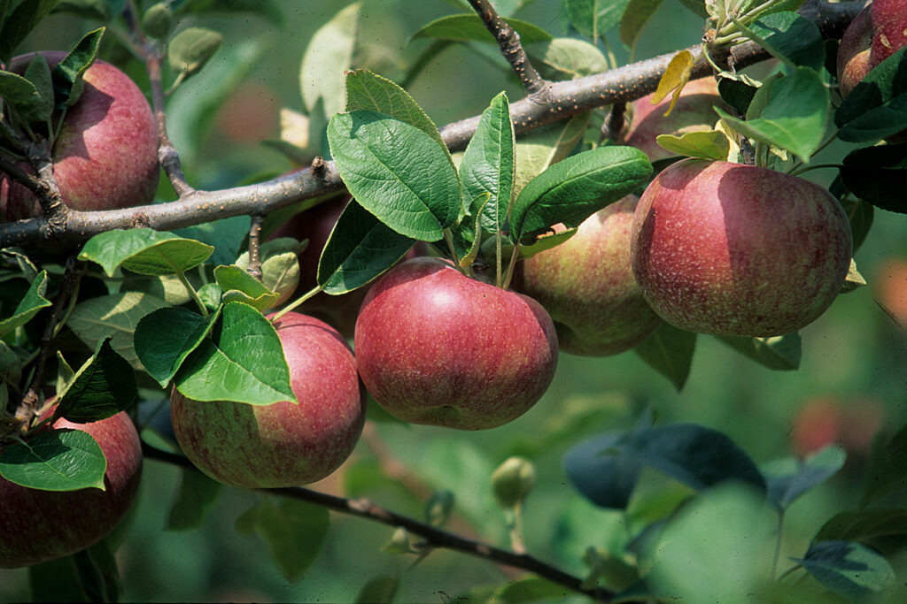 Avery County Apple Grafting Class | N.C. Cooperative Extension